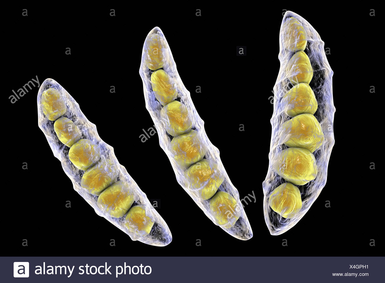 Conidia High Resolution Stock Photography and Images - Alamy