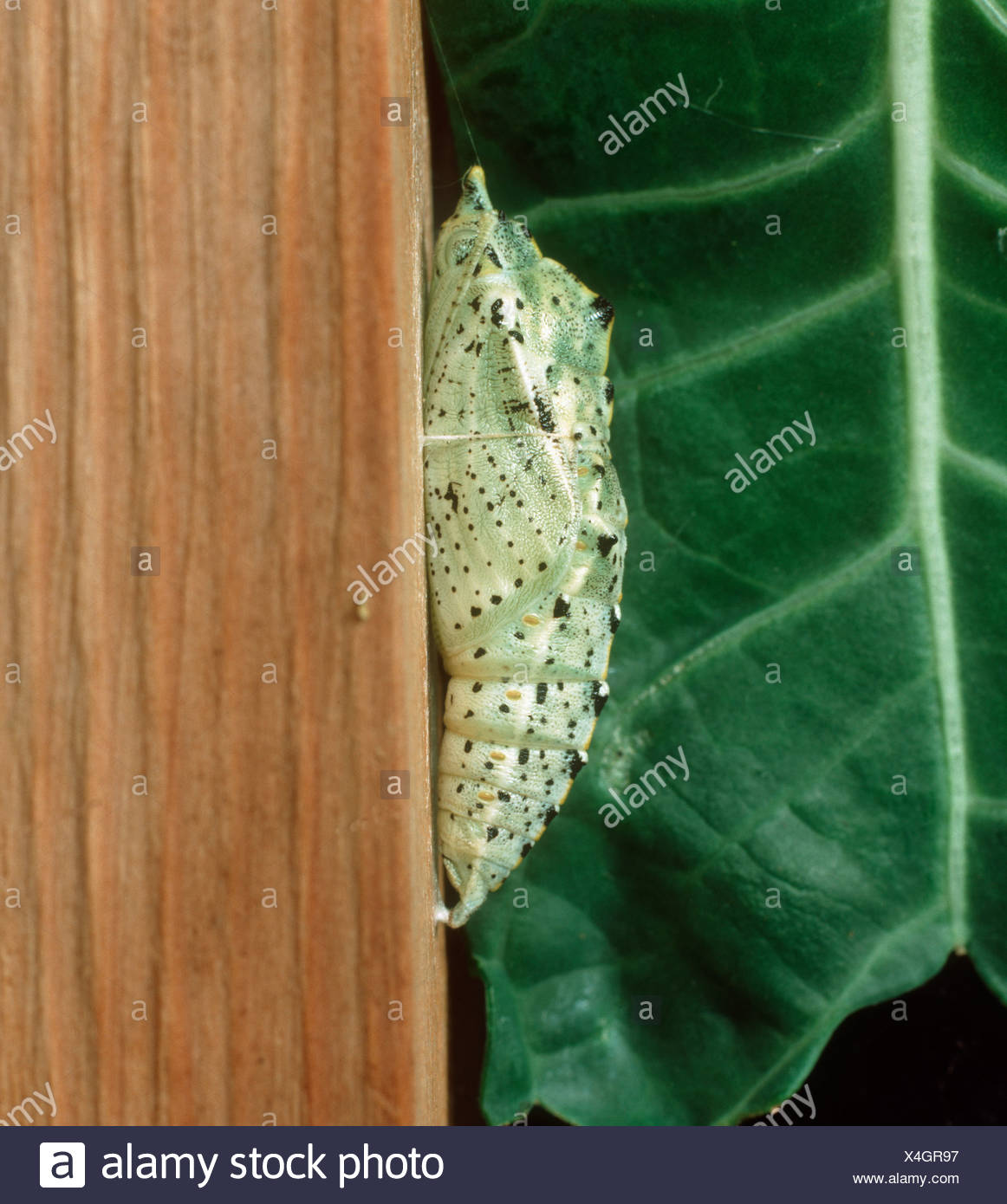 Cabbage White Butterfly Pupa Stock Photos & Cabbage White Butterfly ...