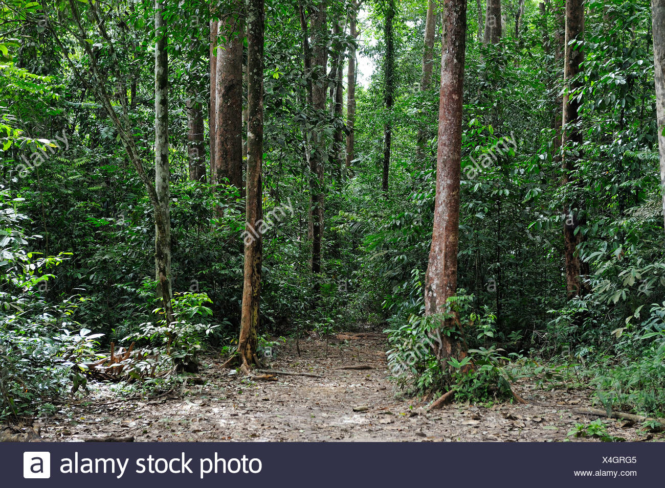 Amazon Rainforest Stock Photos & Amazon Rainforest Stock Images - Alamy