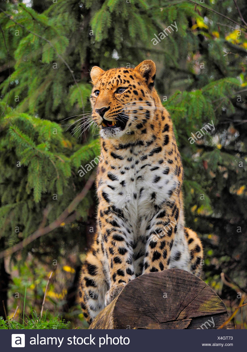 Leopard Amur High Resolution Stock Photography and Images - Alamy