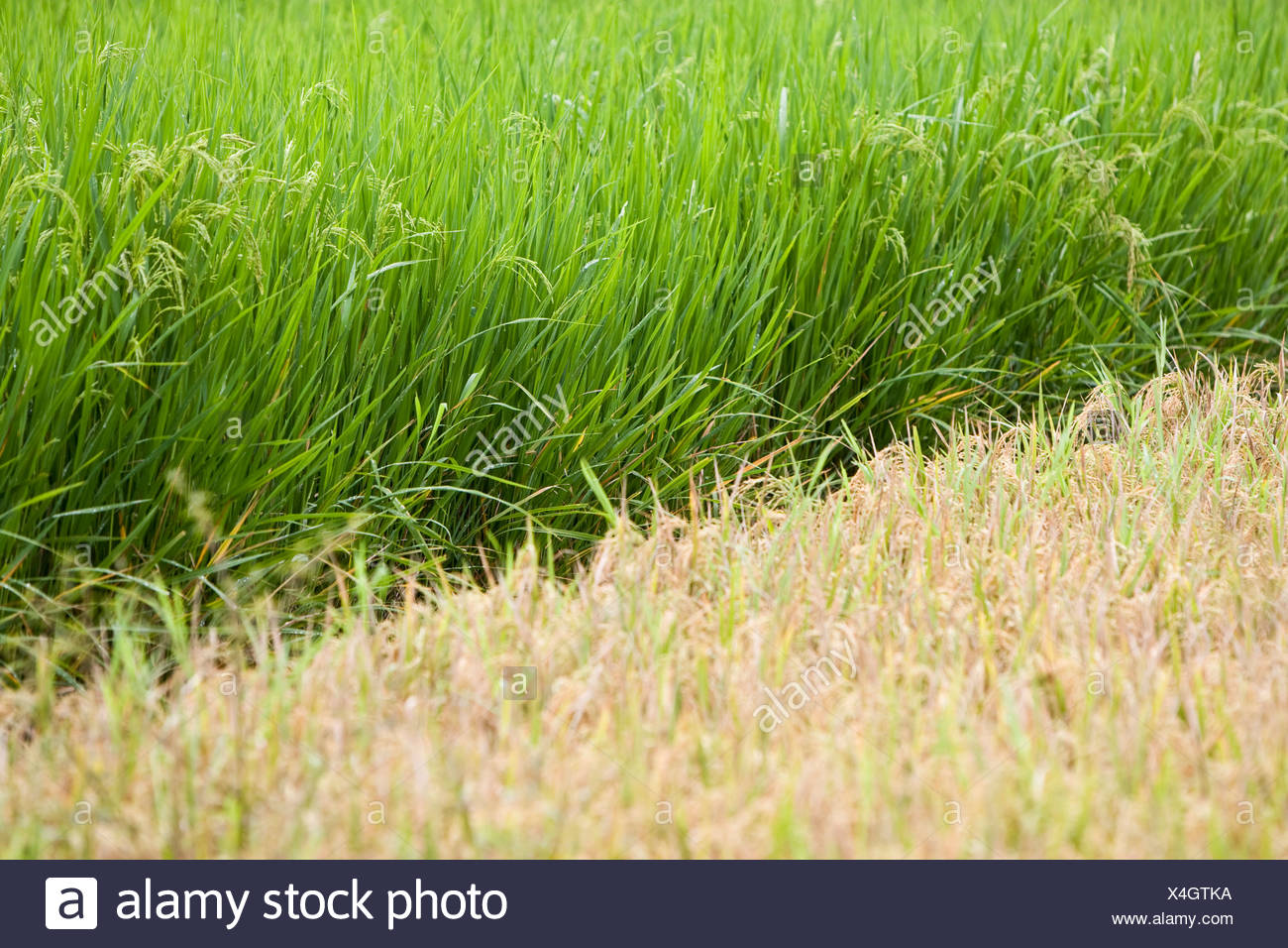 Paddies With Ripe Rice High Resolution Stock Photography and Images - Alamy