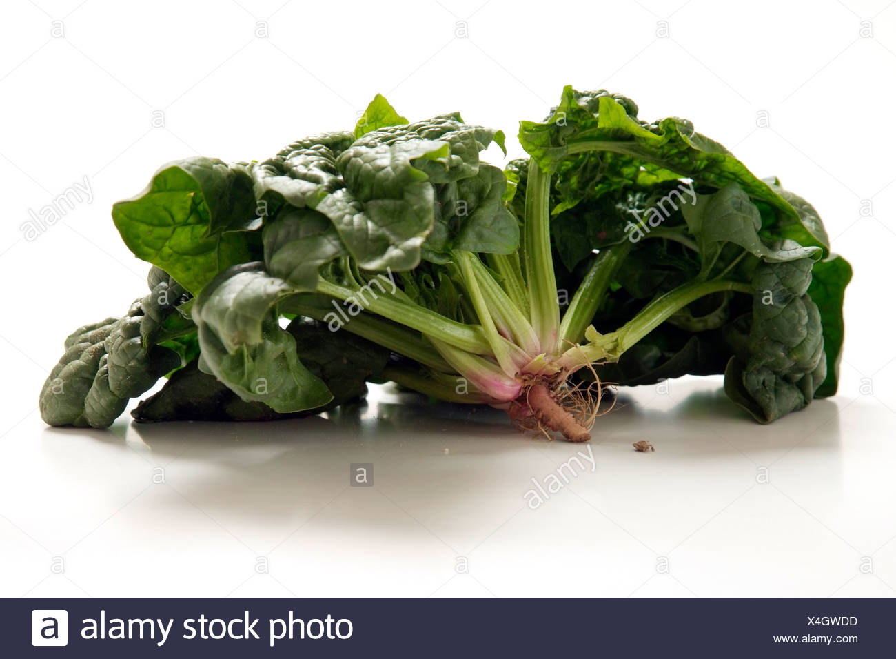 Edible Roots Stock Photos & Edible Roots Stock Images - Alamy