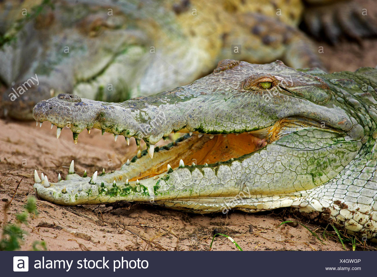 Orinoco Crocodiles High Resolution Stock Photography and Images - Alamy