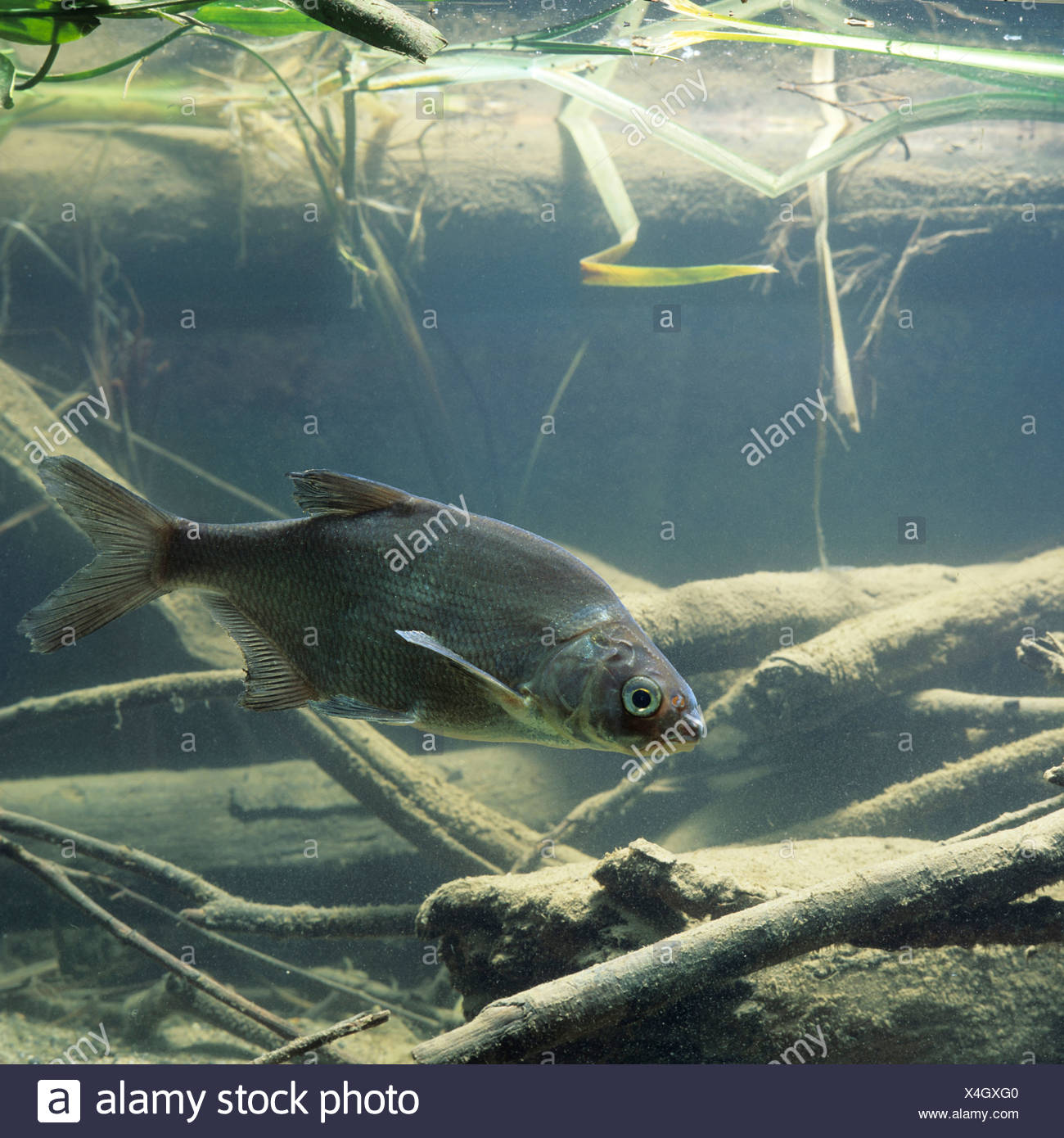 Carp Bream Stock Photos & Carp Bream Stock Images - Alamy