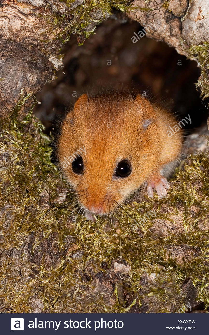 Dormouse Stock Photos & Dormouse Stock Images - Alamy