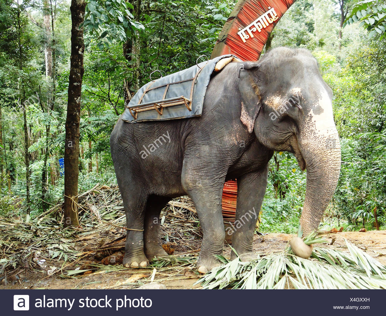 Kerala Animals Stock Photos & Kerala Animals Stock Images - Alamy