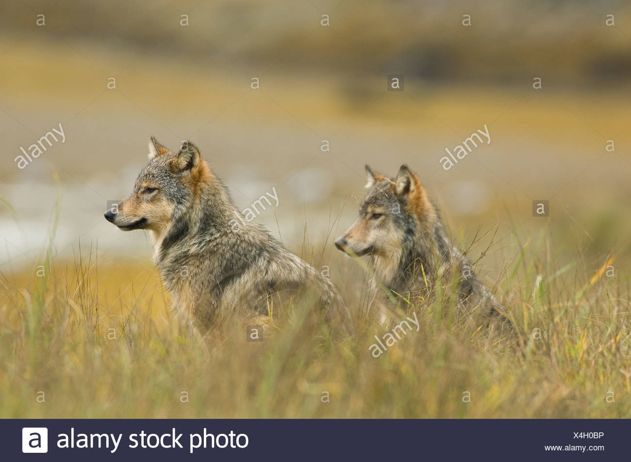 Two Wolves Stock Photos & Two Wolves Stock Images - Alamy
