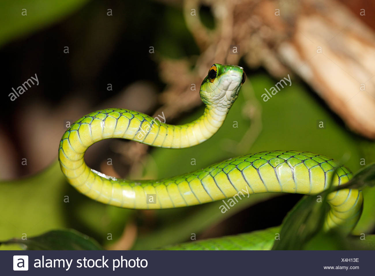 Parrot Snake High Resolution Stock Photography and Images - Alamy