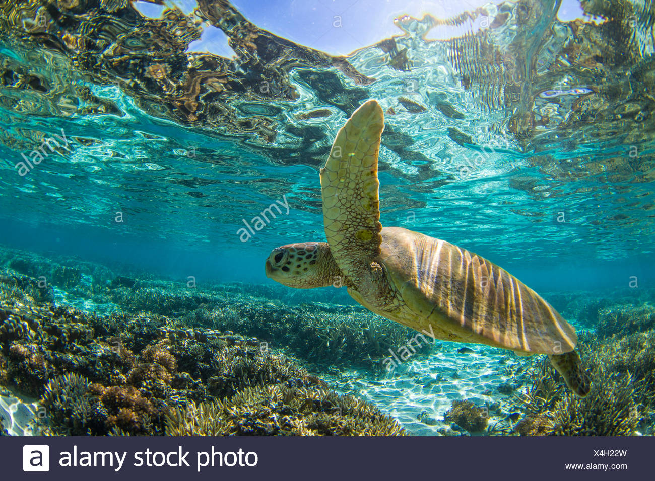 Australia Lady Elliot Island Turtle High Resolution Stock Photography ...
