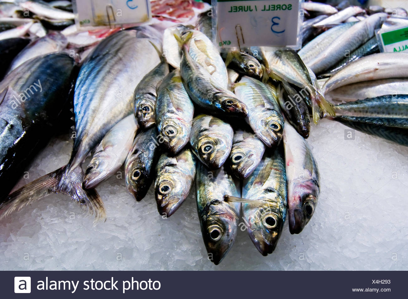 Silver Fish Stock Photos & Silver Fish Stock Images - Alamy