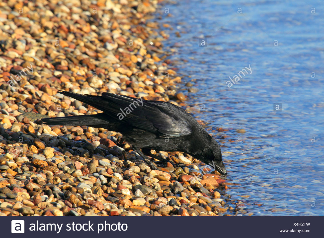 Crow Drinking Water High Resolution Stock Photography and Images - Alamy