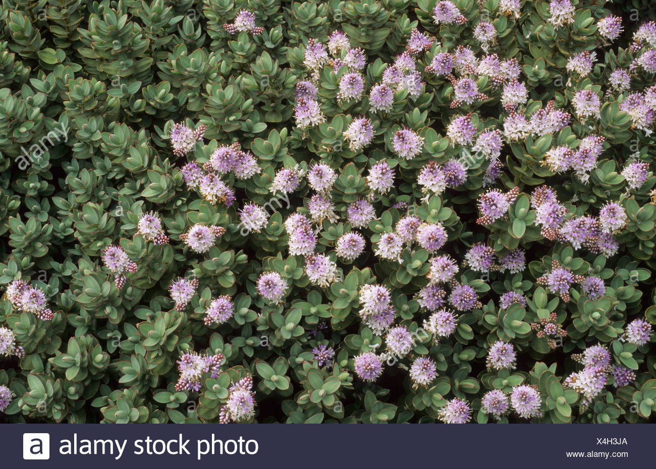 Hebe Red Edge Stock Photos & Hebe Red Edge Stock Images - Alamy