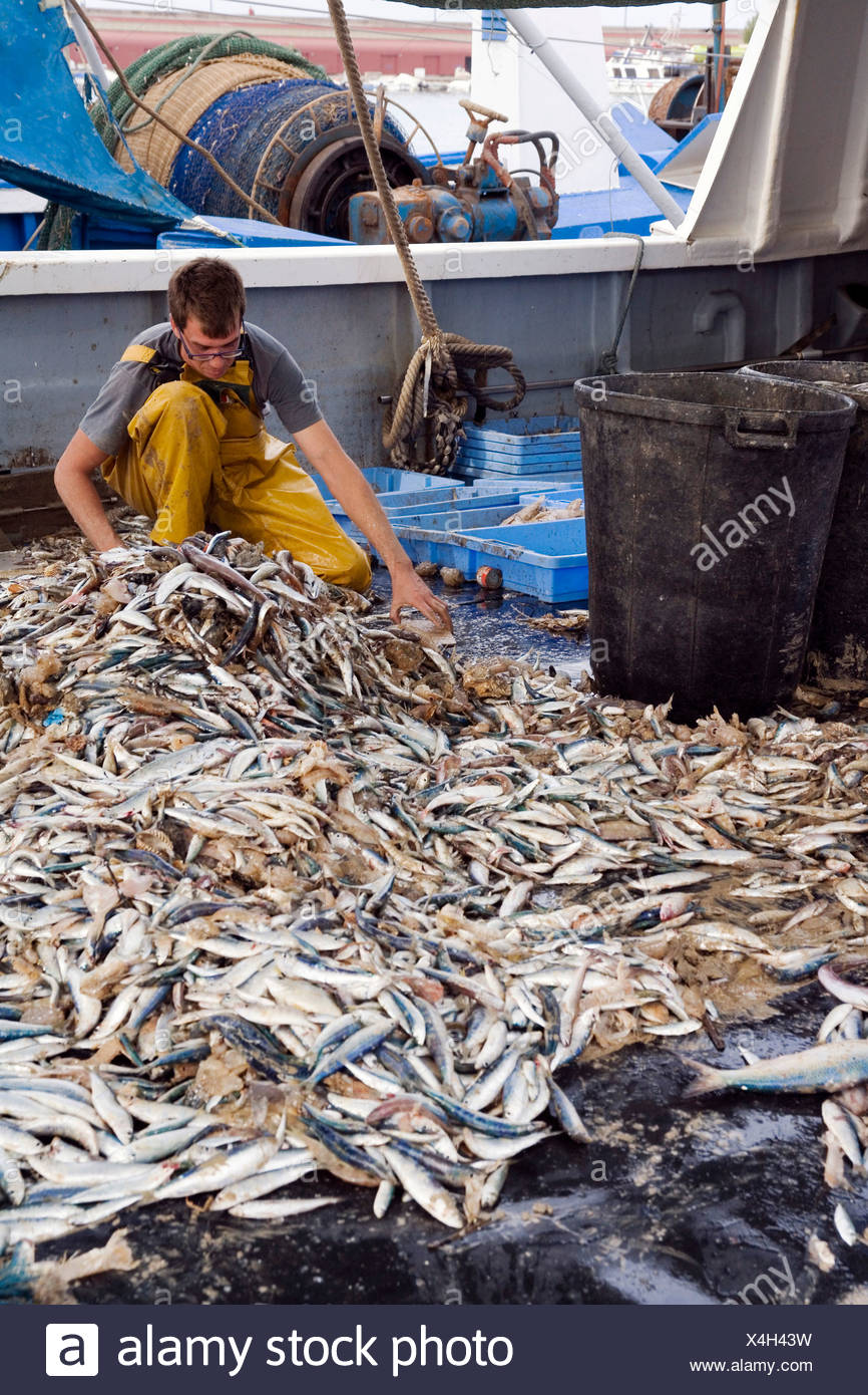 Fisherman Sorting Catch High Resolution Stock Photography and Images ...