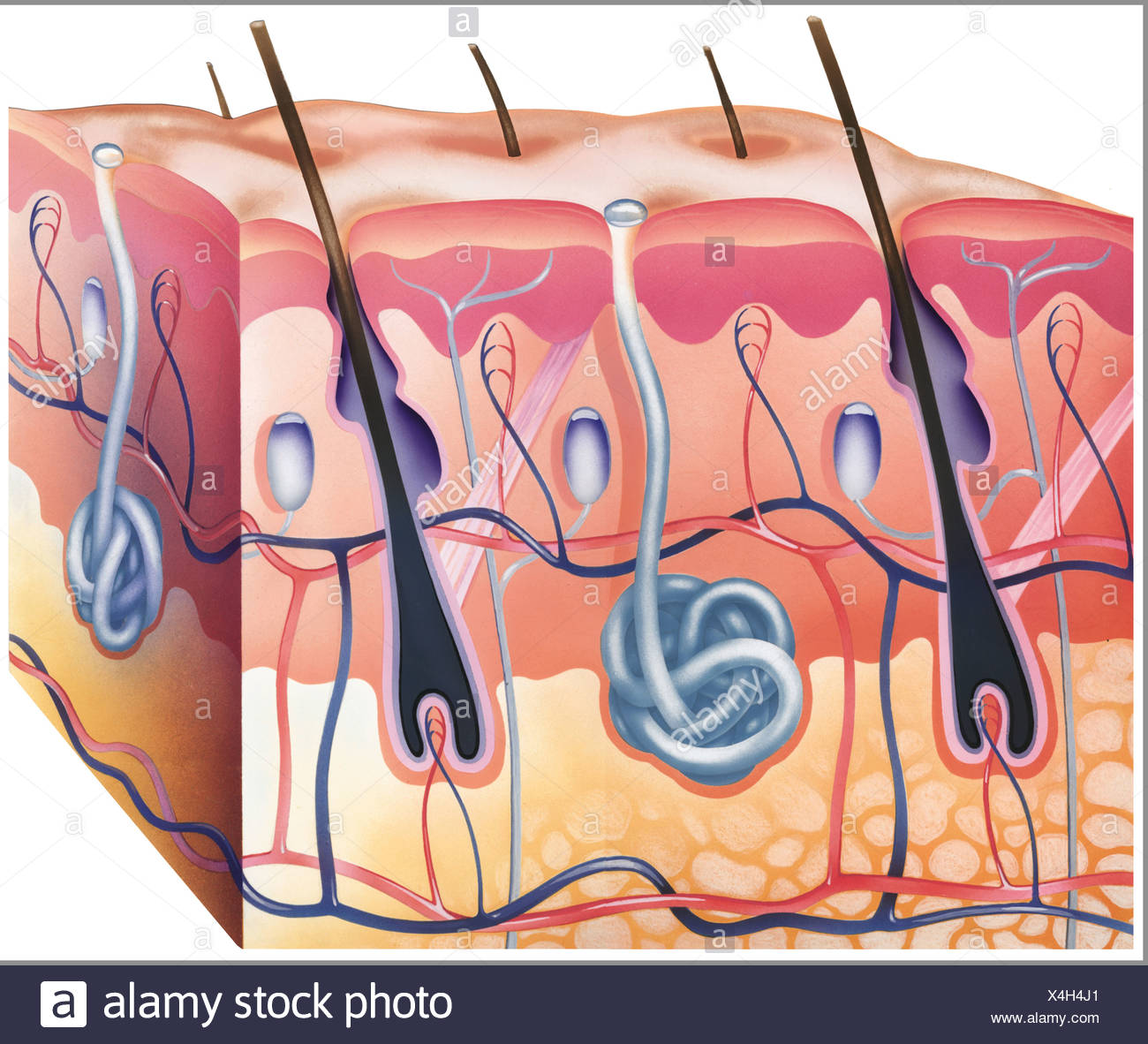 Human Skin Cross Section High Resolution Stock Photography and Images ...