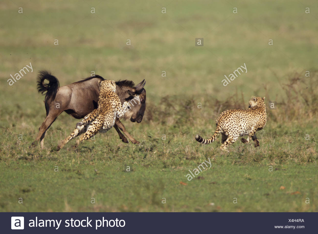 Cheetah Chasing Antelope High Resolution Stock Photography and Images ...
