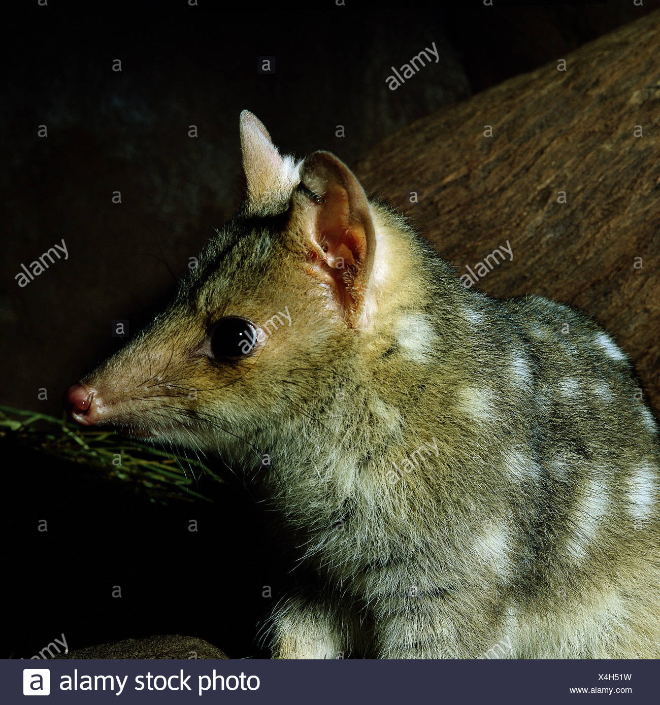 Eastern Quoll High Resolution Stock Photography and Images - Alamy