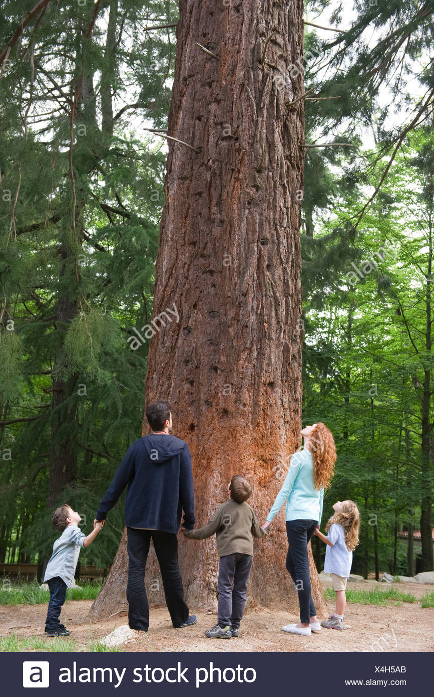 Three Tall Trees High Resolution Stock Photography and Images - Alamy