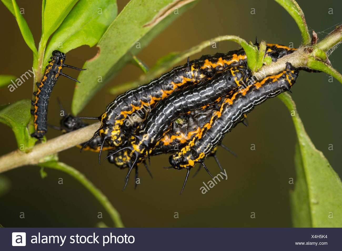 Owl Moth High Resolution Stock Photography and Images - Alamy