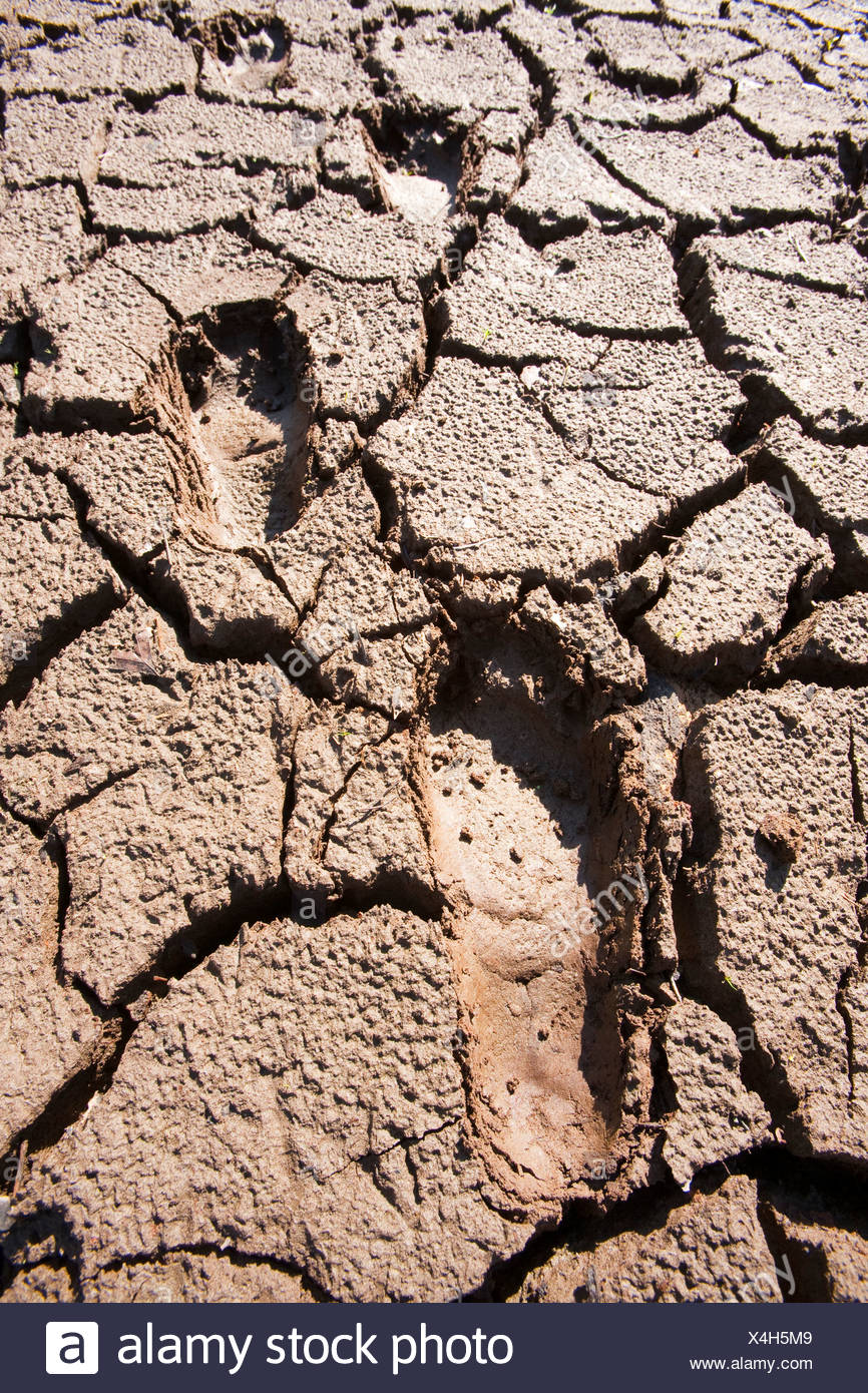 Footprints In Mud Stock Photos & Footprints In Mud Stock Images - Alamy