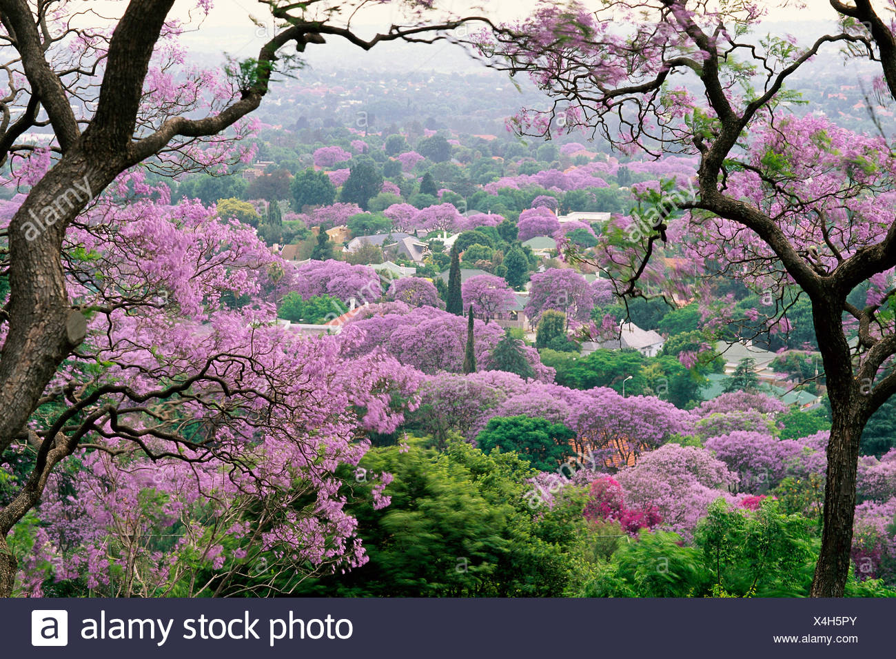 Jacaranda Trees In Blooming Purple High Resolution Stock Photography ...