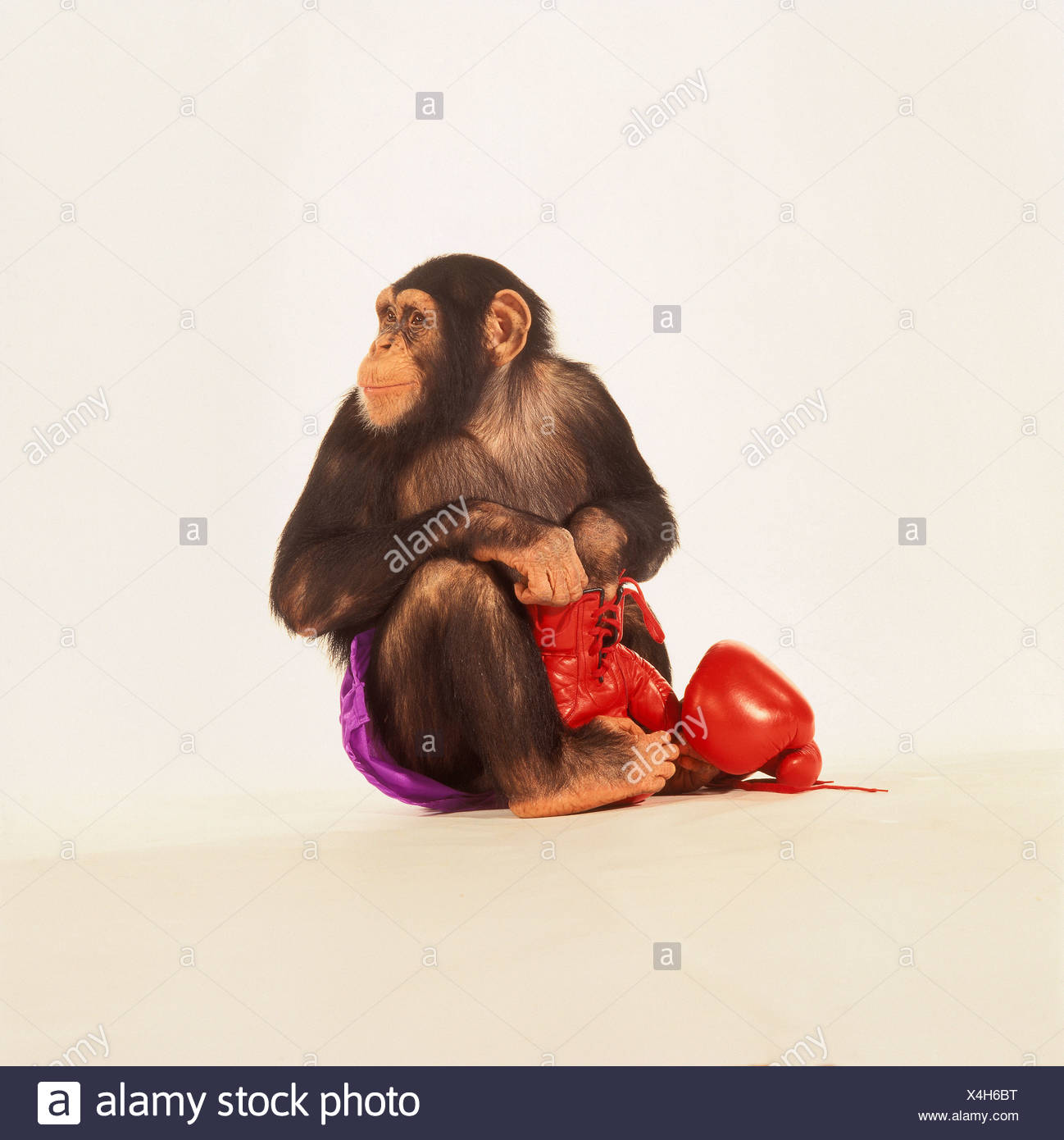 Chimpanzee Monkey Clothes Stock Photos & Chimpanzee Monkey Clothes ...