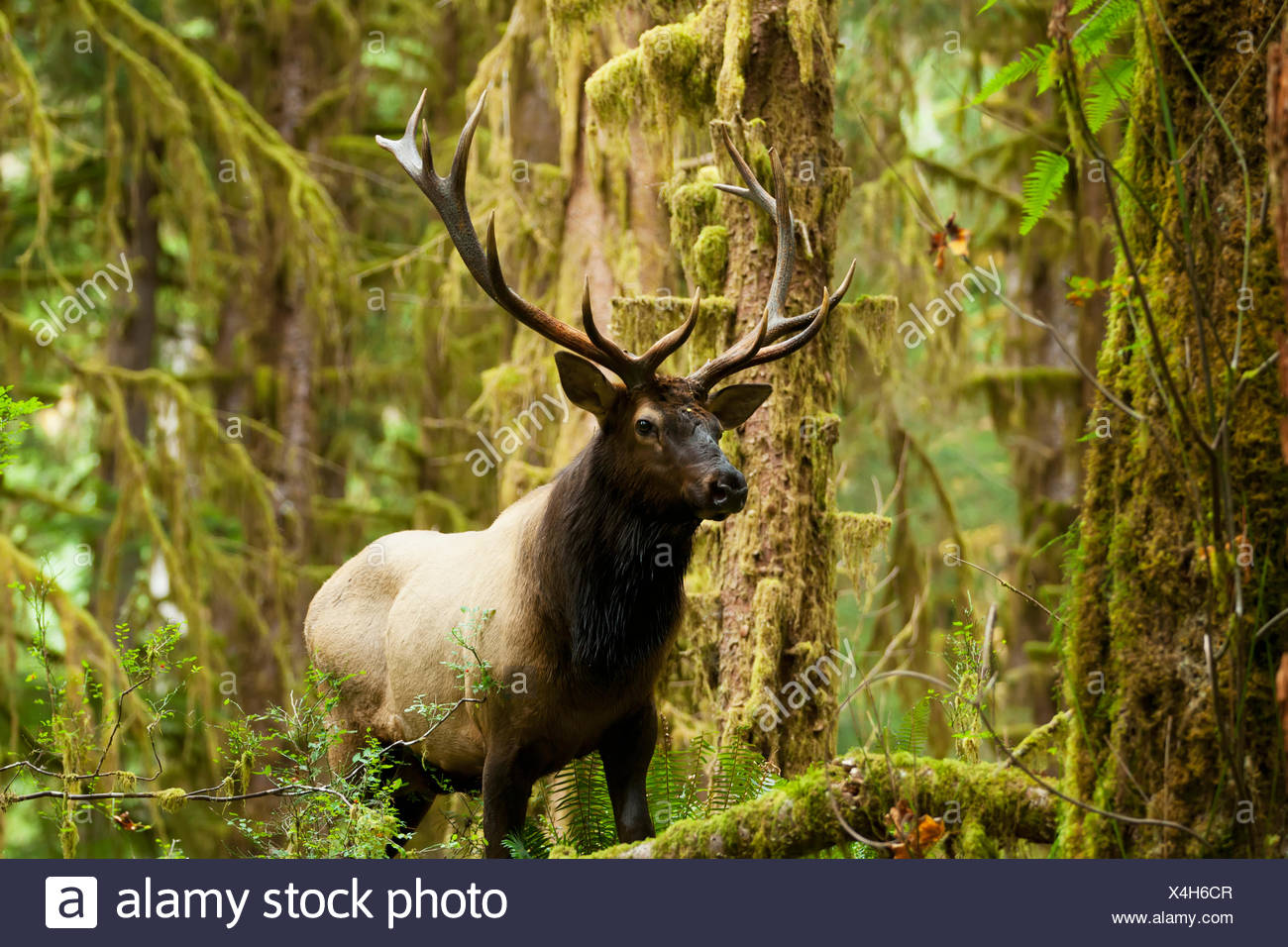 Olympic Elk Cervus Roosevelti High Resolution Stock Photography and ...