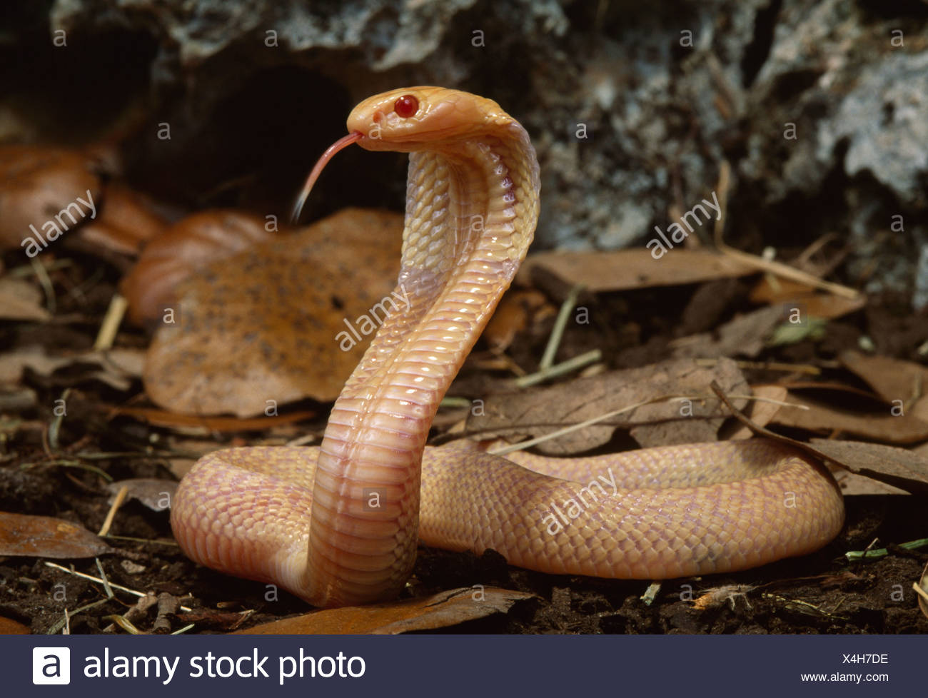 Cobra Hood Stock Photos & Cobra Hood Stock Images - Alamy