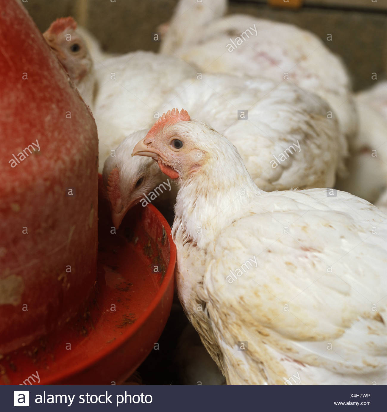 Broiler Water High Resolution Stock Photography and Images - Alamy