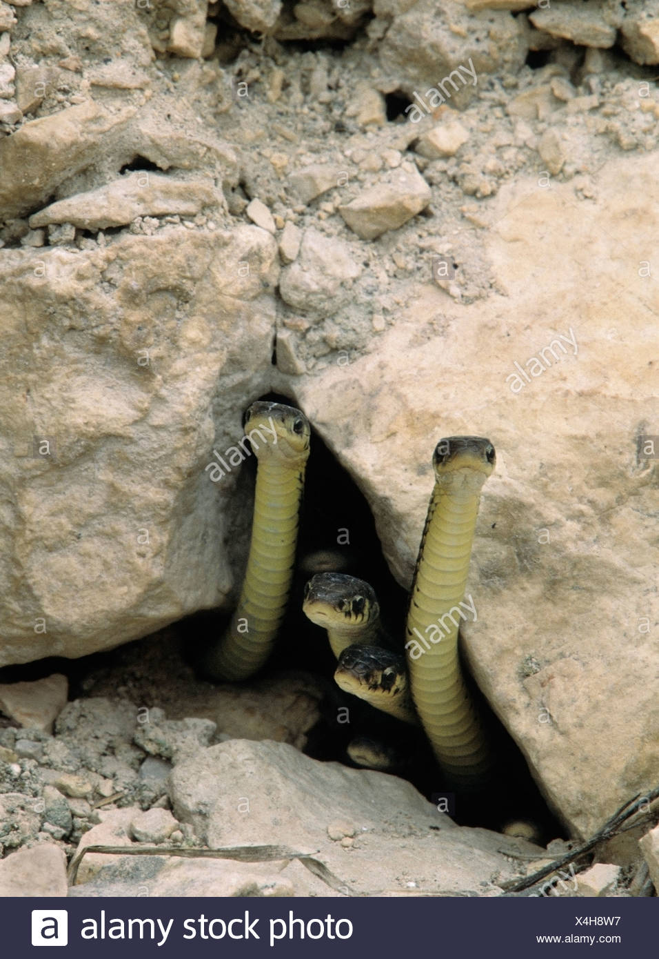 Hibernaculum Stock Photos & Hibernaculum Stock Images - Alamy
