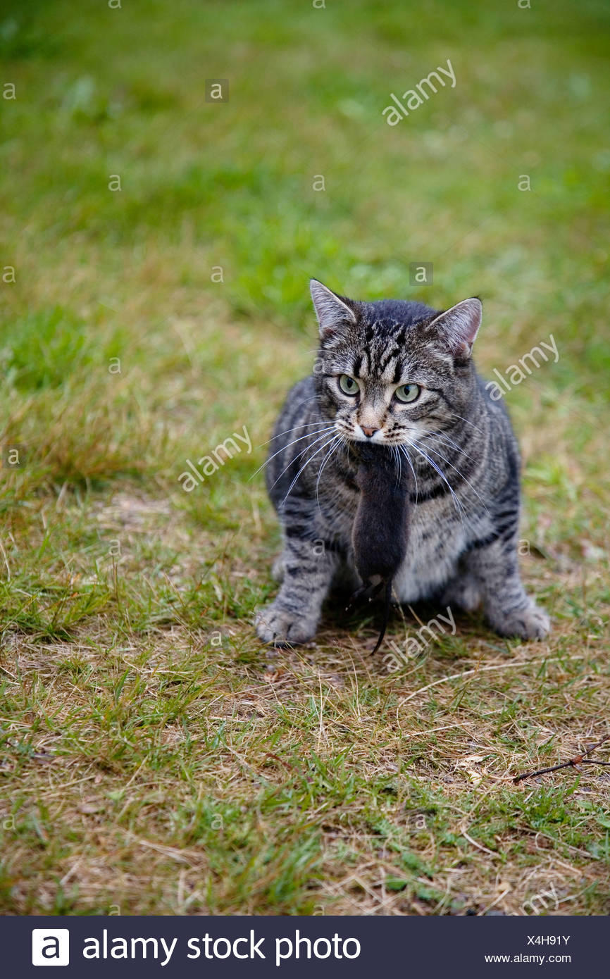 Cat Chasing Mouse High Resolution Stock Photography and Images - Alamy
