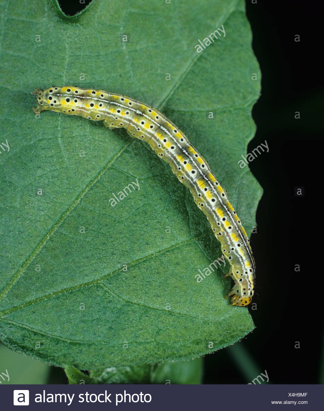 Semilooper Stock Photos & Semilooper Stock Images - Alamy