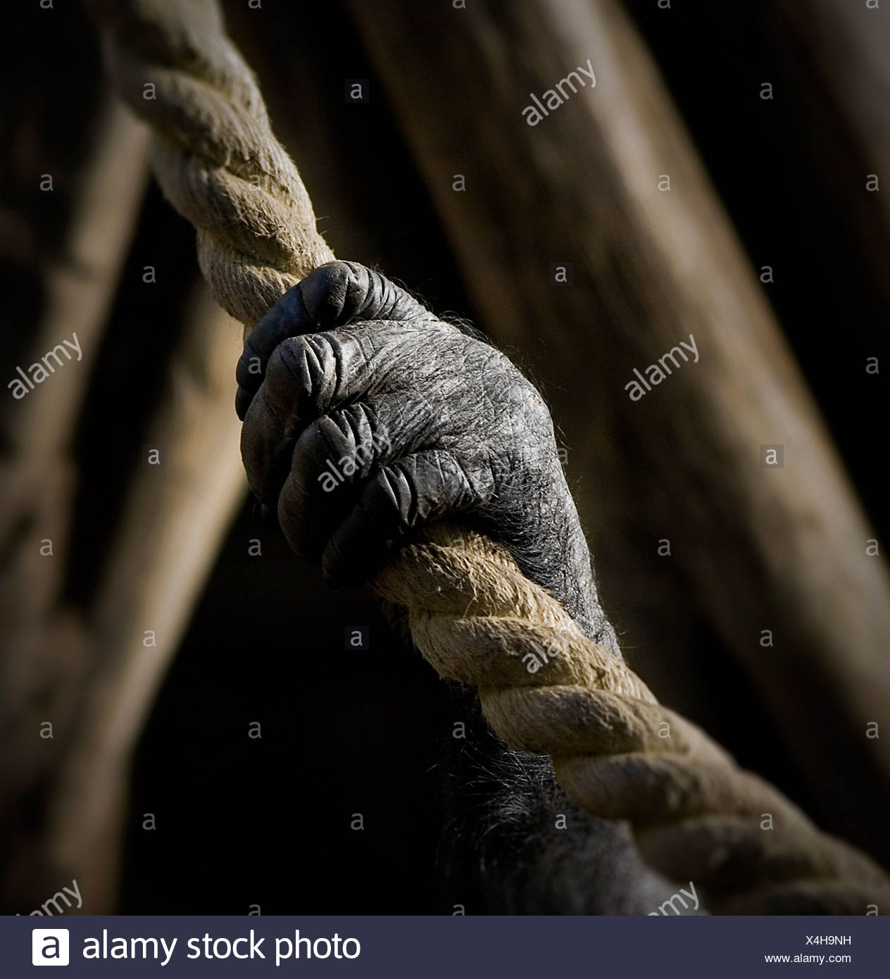 Ape Hand High Resolution Stock Photography and Images - Alamy