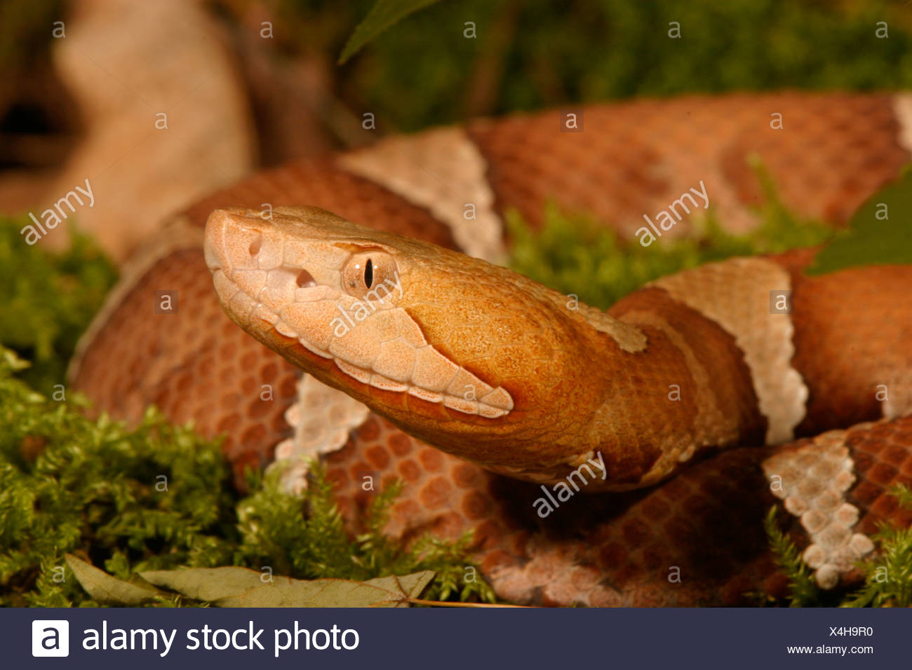 Broad Banded Copperhead Snake Stock Photos & Broad Banded Copperhead Snake Stock Images - Alamy