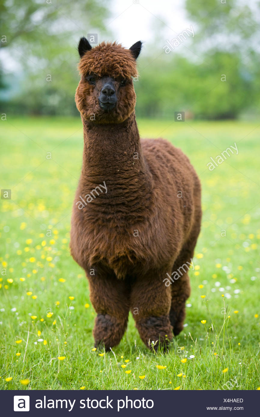 Brown Alpaca High Resolution Stock Photography and Images - Alamy