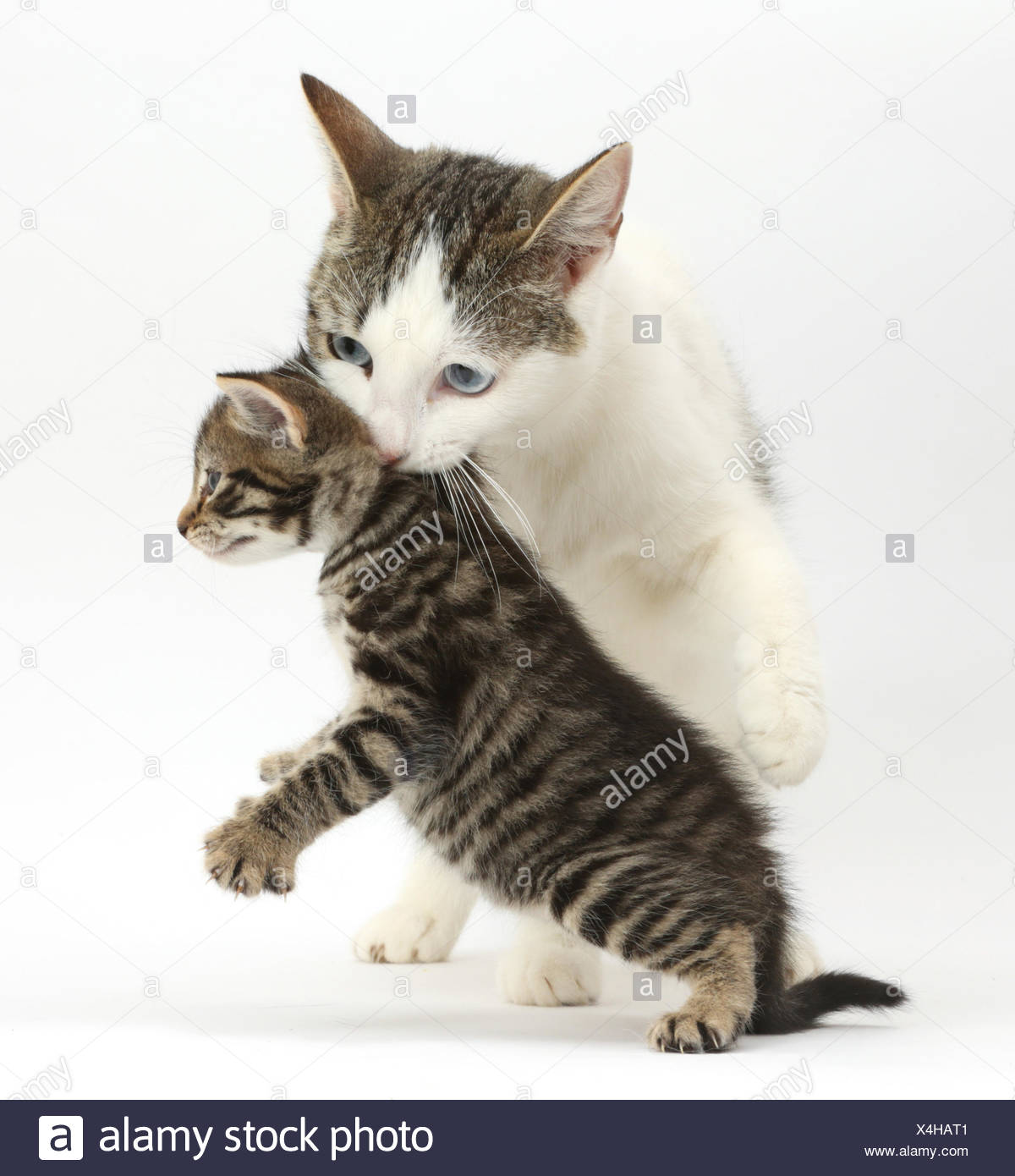 Cat Carrying Kitten High Resolution Stock Photography and Images - Alamy