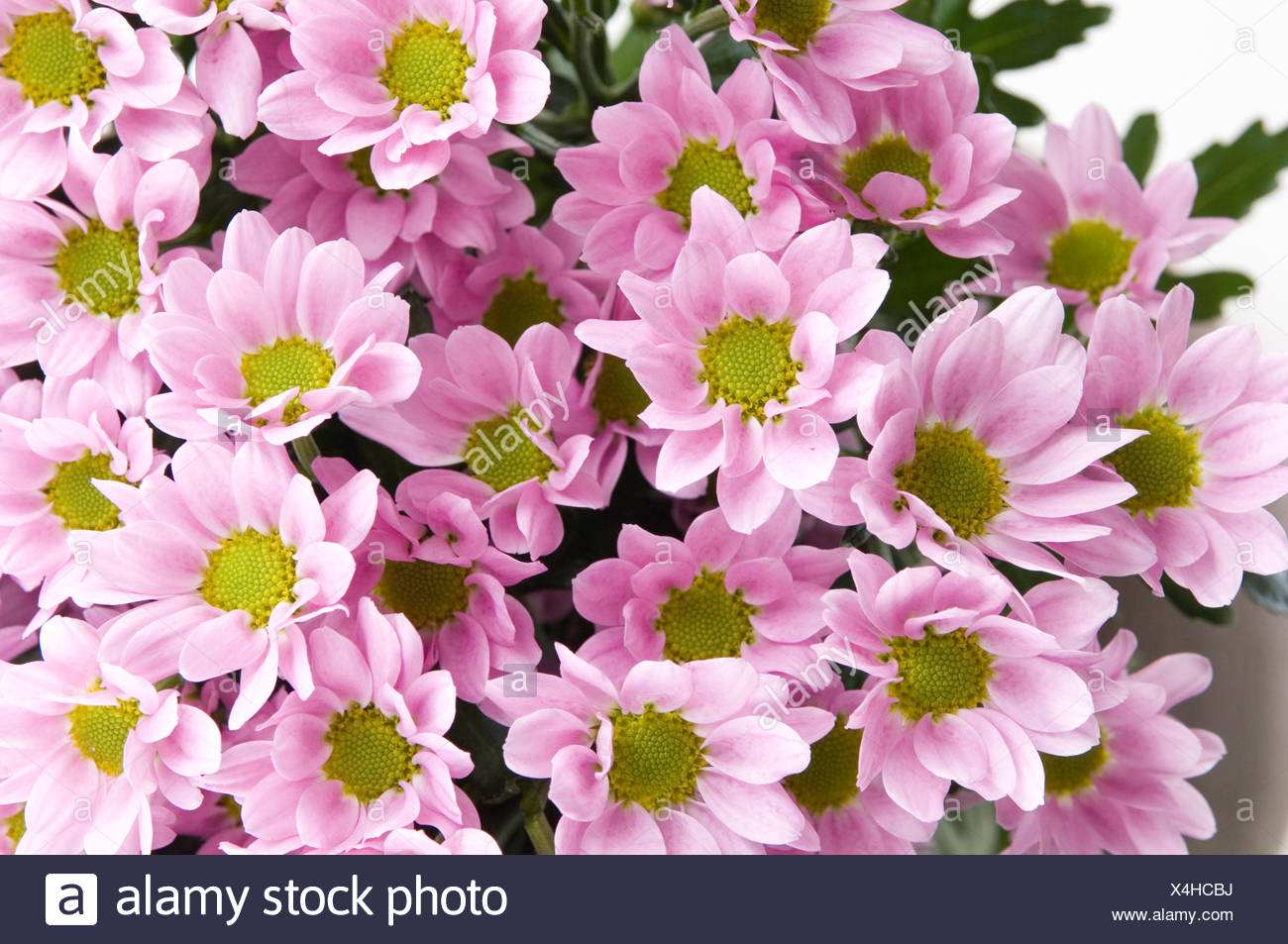 Chrysanthemum Santini Stock Photos & Chrysanthemum Santini Stock Images ...