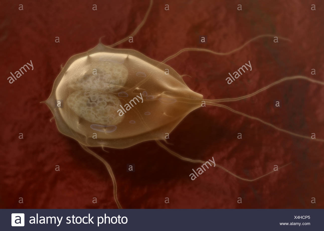 Giardia Lamblia High Resolution Stock Photography and Images - Alamy