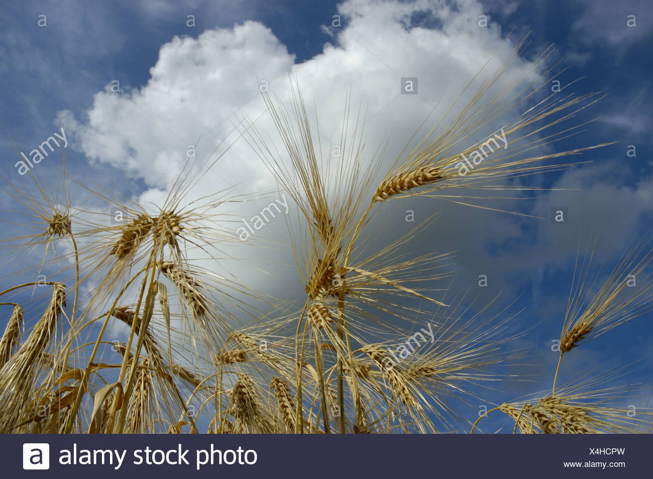 Cornstalk High Resolution Stock Photography and Images - Alamy
