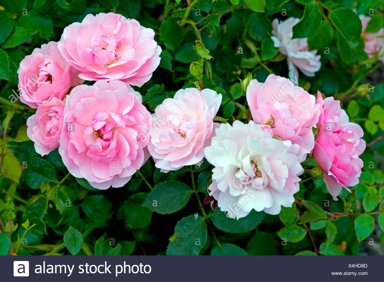 Bonica Shrub Rose High Resolution Stock Photography and Images - Alamy