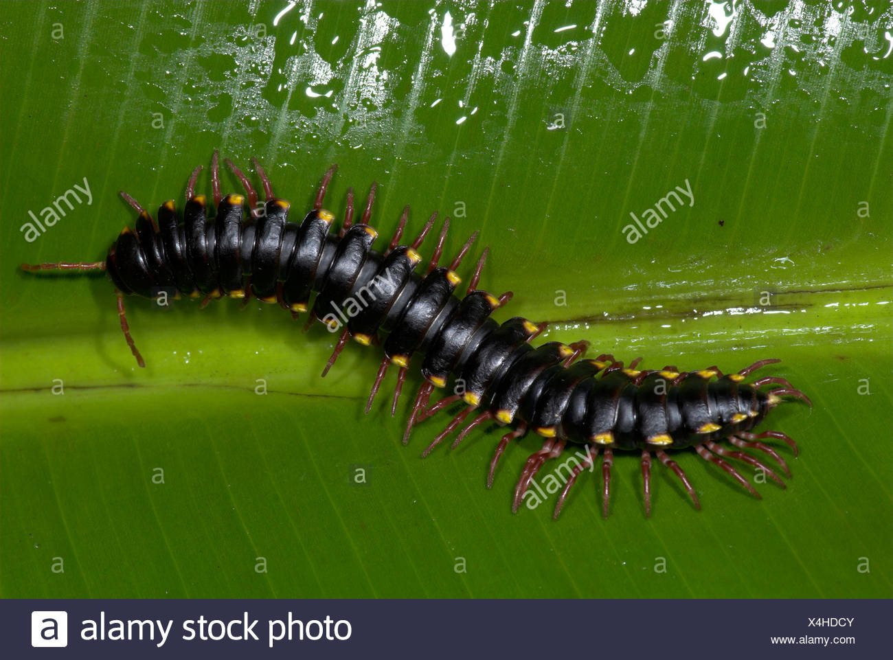 Polydesmus High Resolution Stock Photography and Images - Alamy