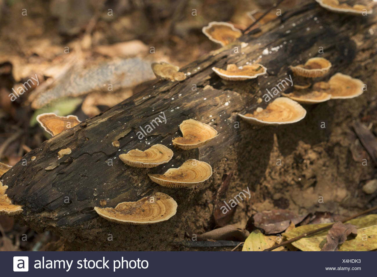 White Bracket Shelf Fungus Fungi High Resolution Stock Photography and ...