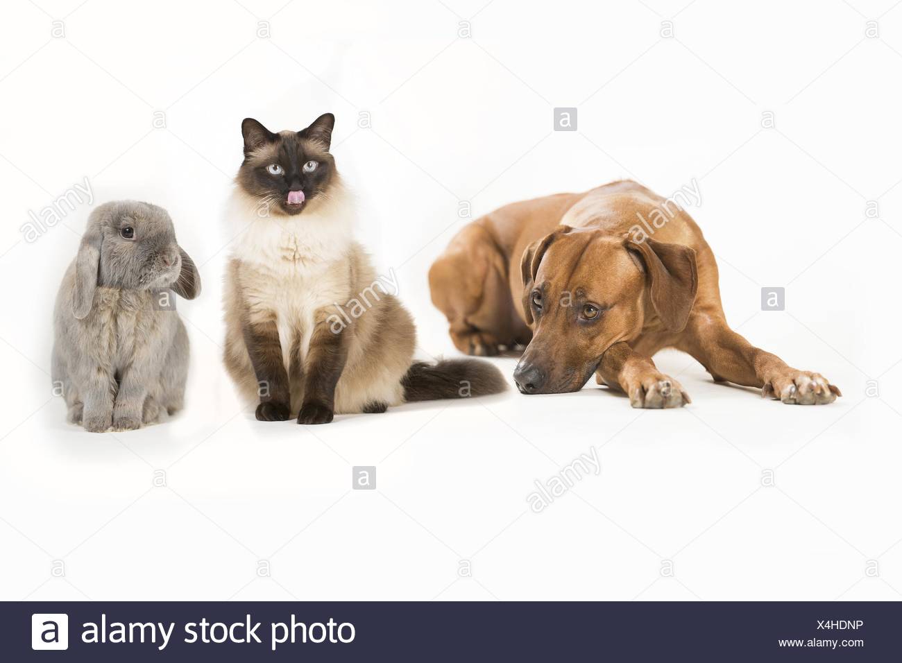 African Rabbit Stock Photos & African Rabbit Stock Images - Alamy