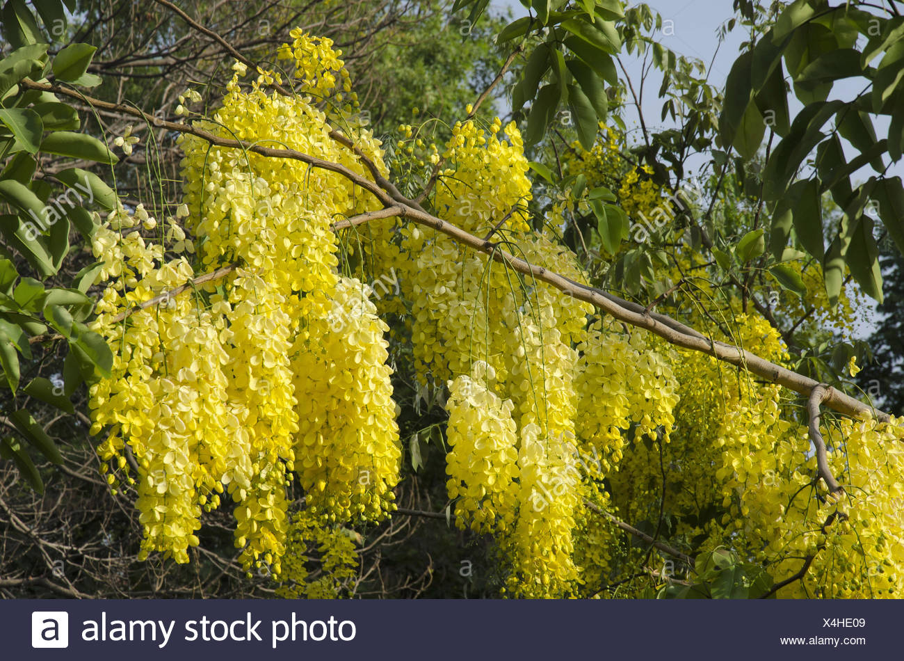 Cassia Flower High Resolution Stock Photography and Images - Alamy