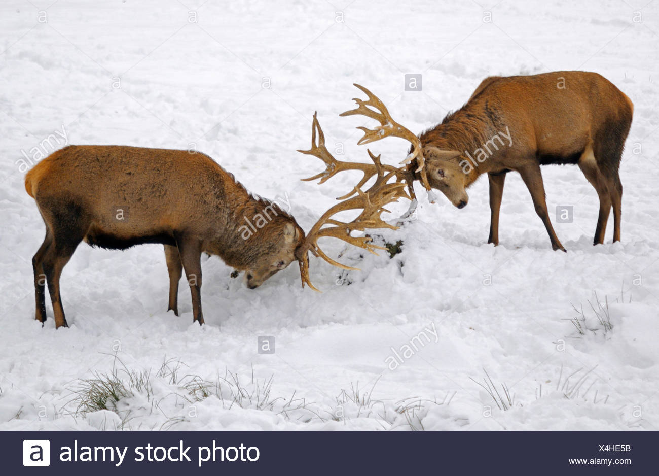 Opposite Deer High Resolution Stock Photography and Images - Alamy
