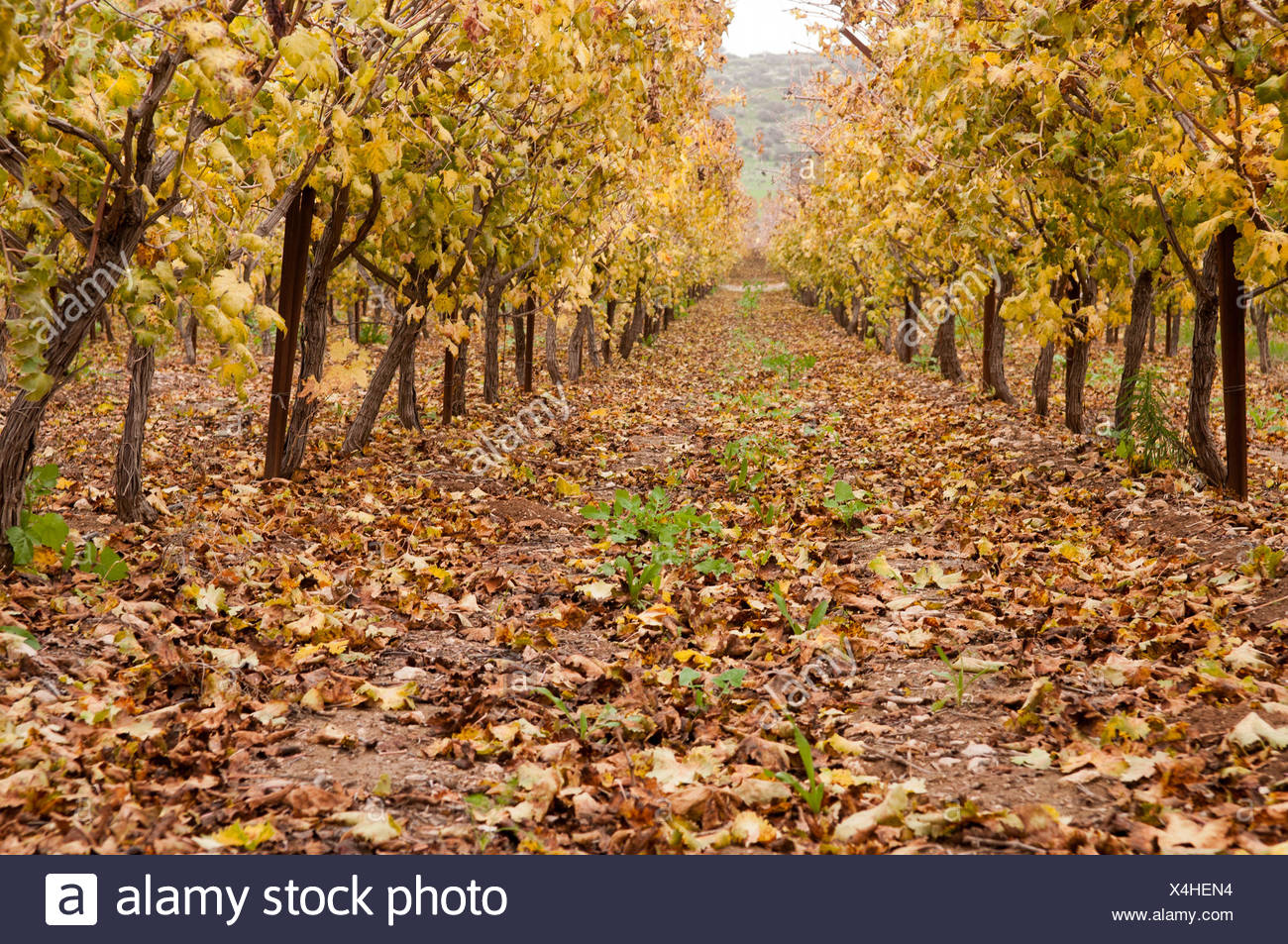 Hagalil Stock Photos & Hagalil Stock Images - Alamy