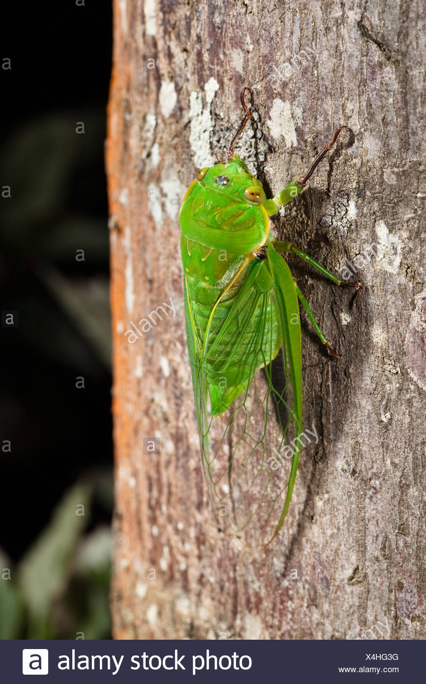 Rainforest Green Australia High Resolution Stock Photography and Images ...