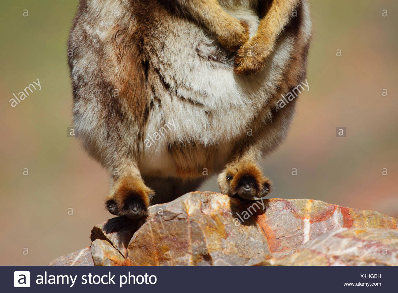 Petrogale High Resolution Stock Photography and Images - Alamy