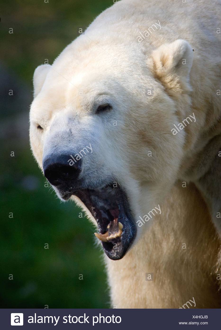 Polar Bear Roar Stock Photos & Polar Bear Roar Stock Images - Alamy