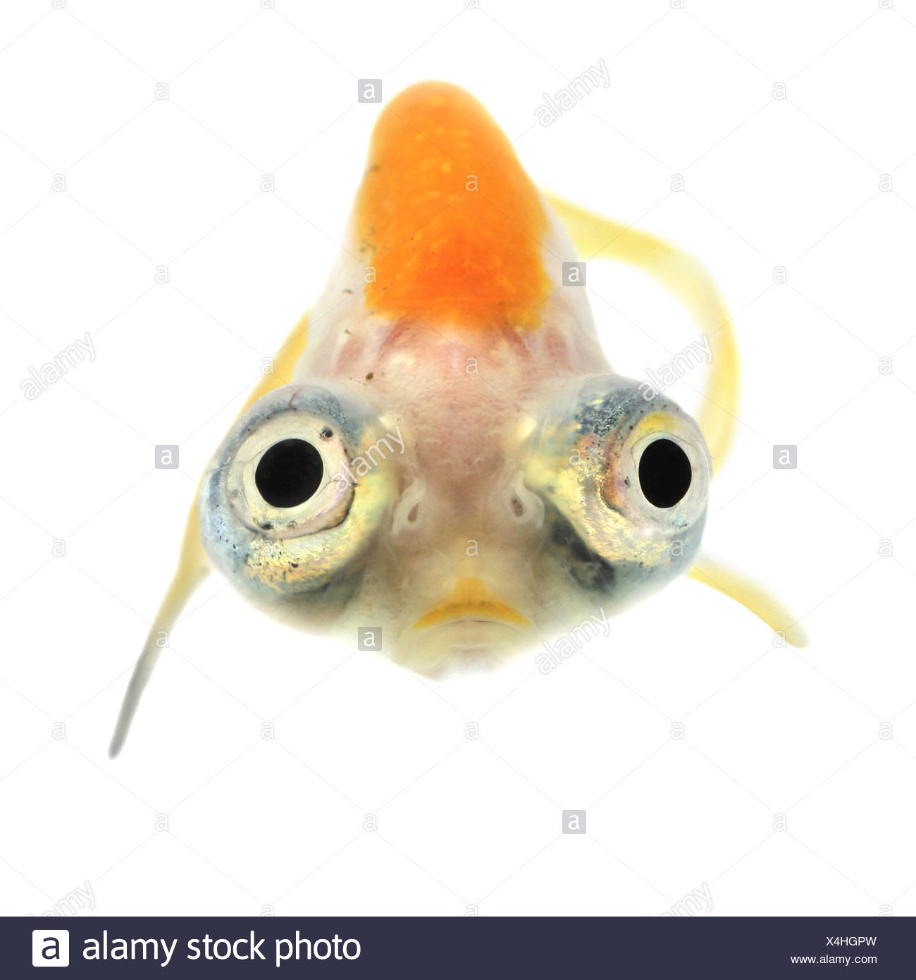 Celestial Eye Goldfish High Resolution Stock Photography and Images - Alamy