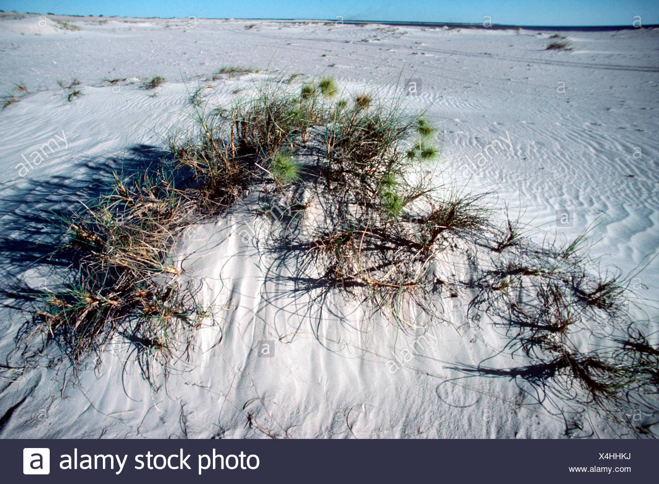 Psammophytes High Resolution Stock Photography and Images - Alamy
